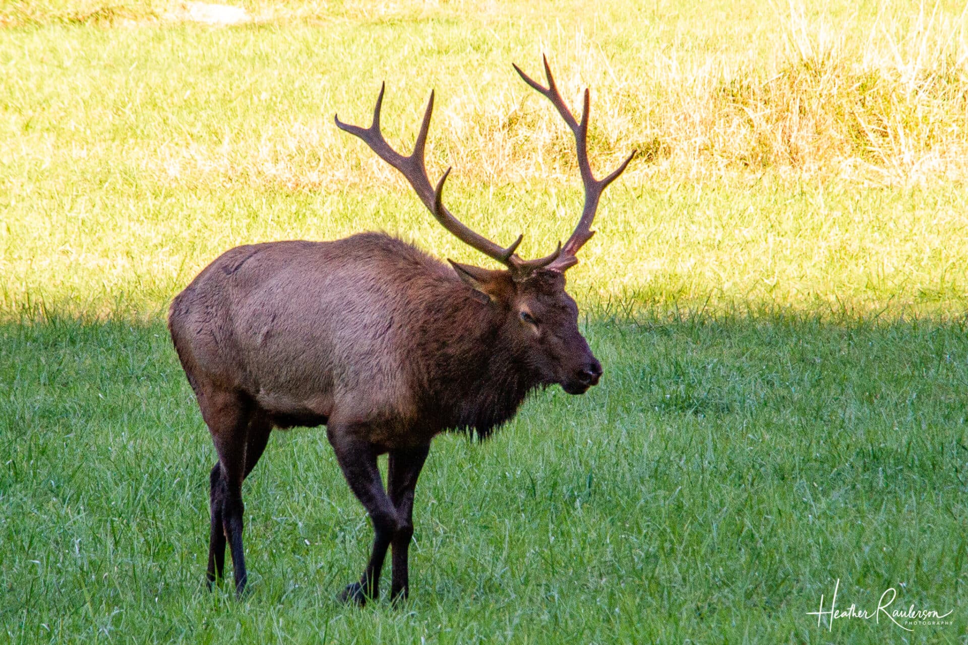 Best Places to See Elk in Cherokee NC - RaulersonGirlsTravel