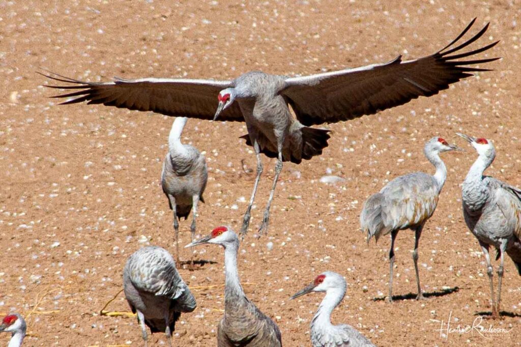 Experience the Sandhill Cranes at Whitewater Draw Wildlife Area ...