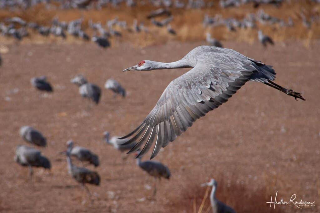 Experience the Sandhill Cranes at Whitewater Draw Wildlife Area ...