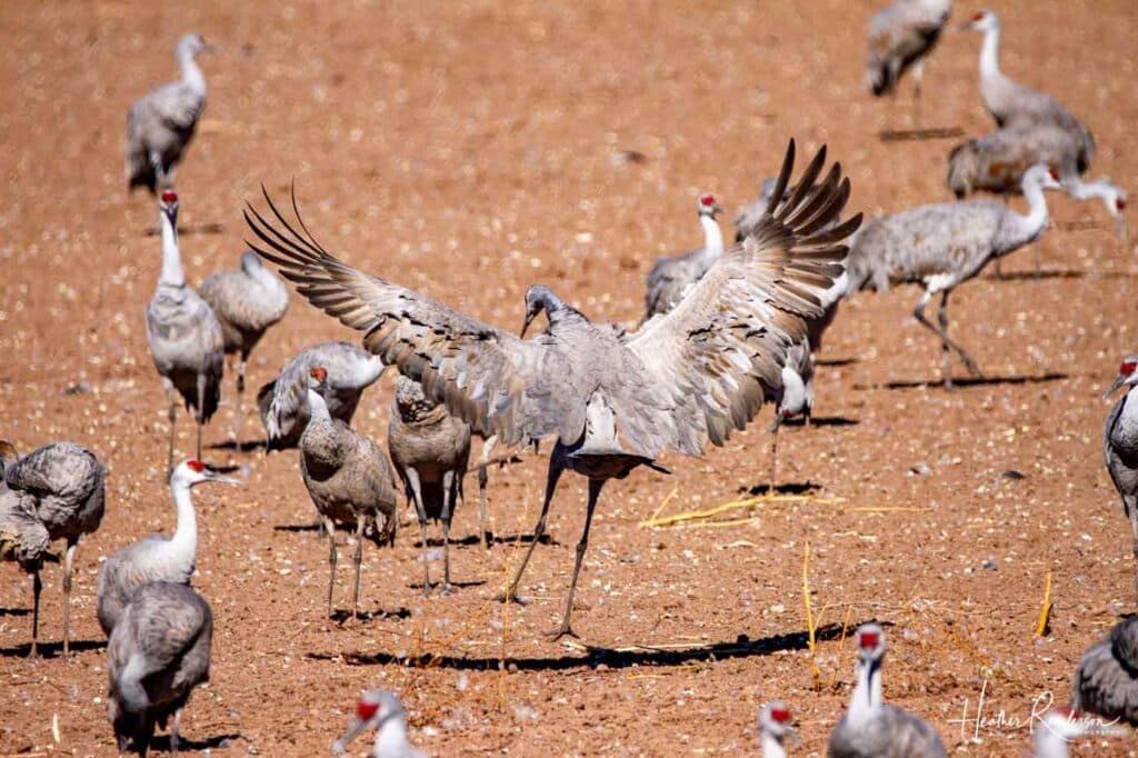Experience the Sandhill Cranes at Whitewater Draw Wildlife Area ...
