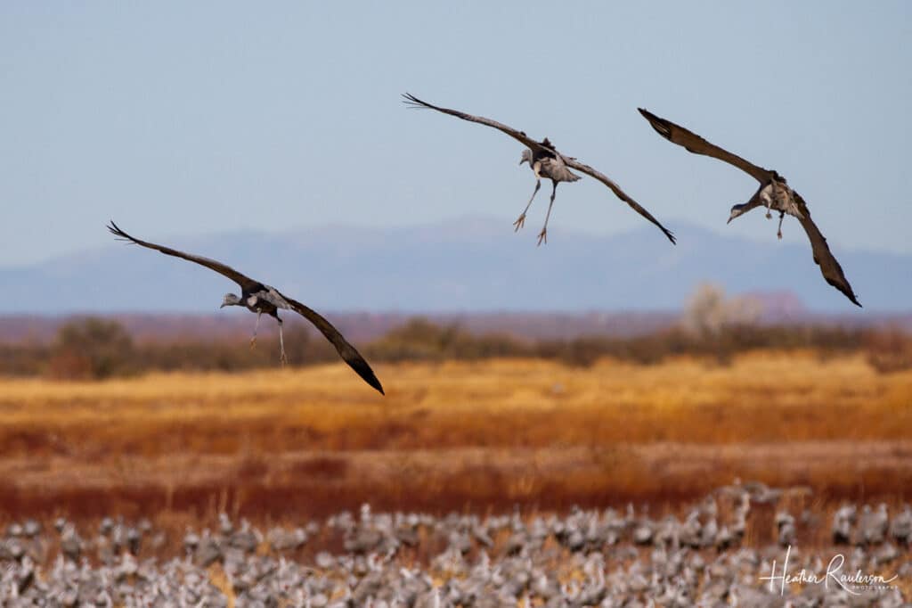 Experience the Sandhill Cranes at Whitewater Draw Wildlife Area ...