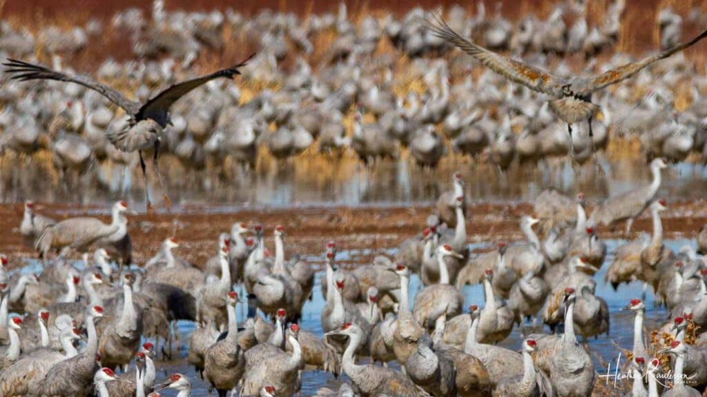 Experience the Sandhill Cranes at Whitewater Draw Wildlife Area ...