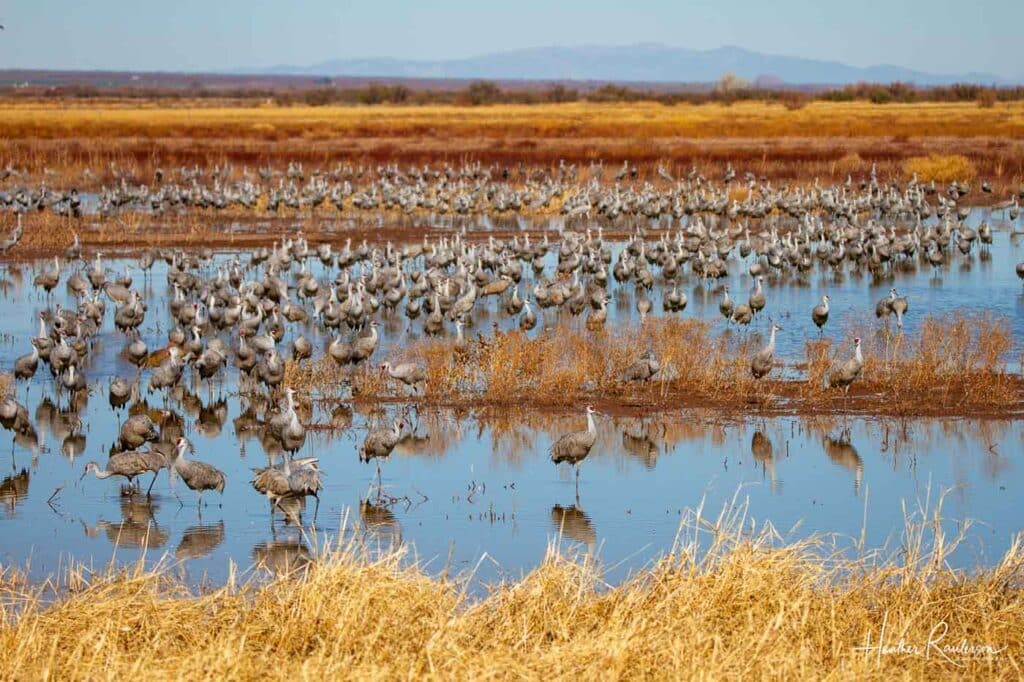 Experience the Sandhill Cranes at Whitewater Draw Wildlife Area ...