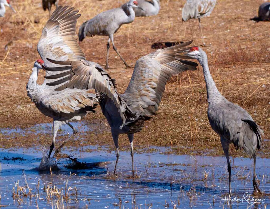 Experience the Sandhill Cranes at Whitewater Draw Wildlife Area ...