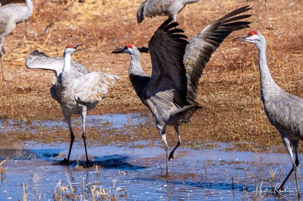 Experience the Sandhill Cranes at Whitewater Draw Wildlife Area ...