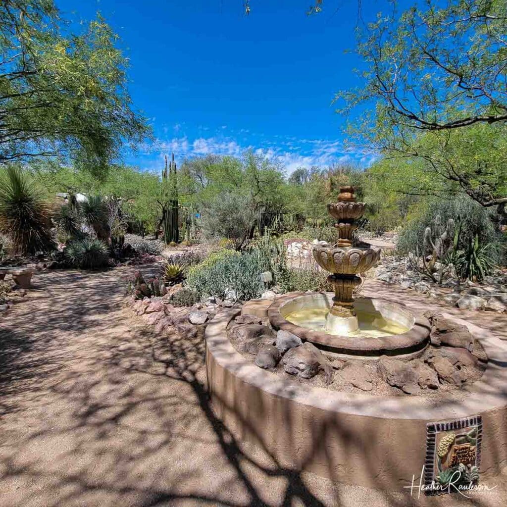 Where Desert Meets Design: Why Tucson Botanical Gardens Are Worth Your ...