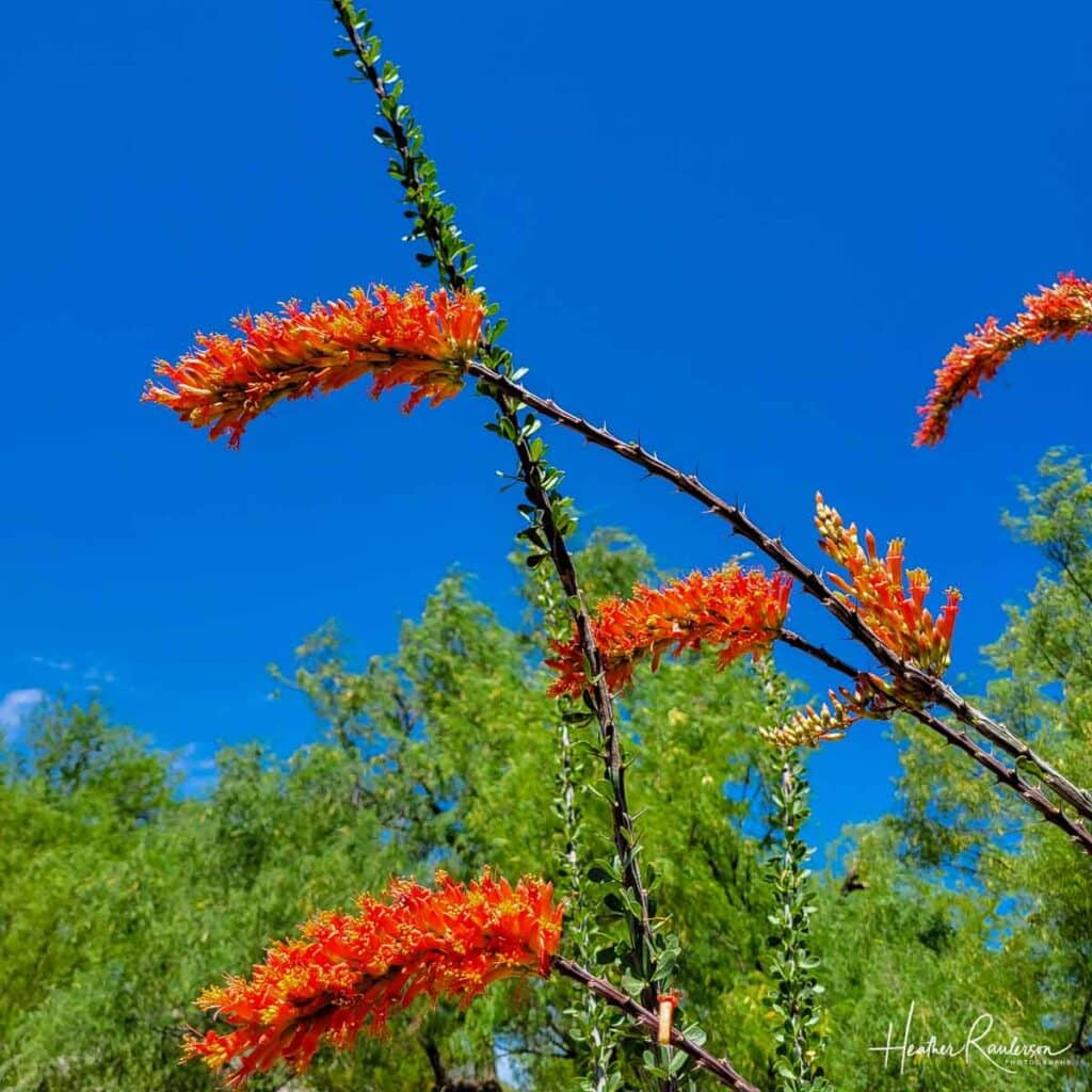 Where Desert Meets Design: Why Tucson Botanical Gardens Are Worth Your ...